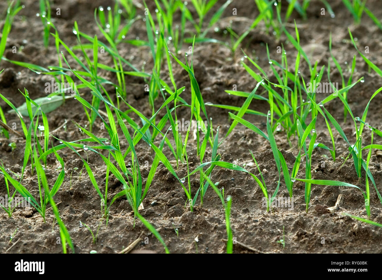 Young winter wheat crop, stage 1 or 10, newly germinated and emerged ...