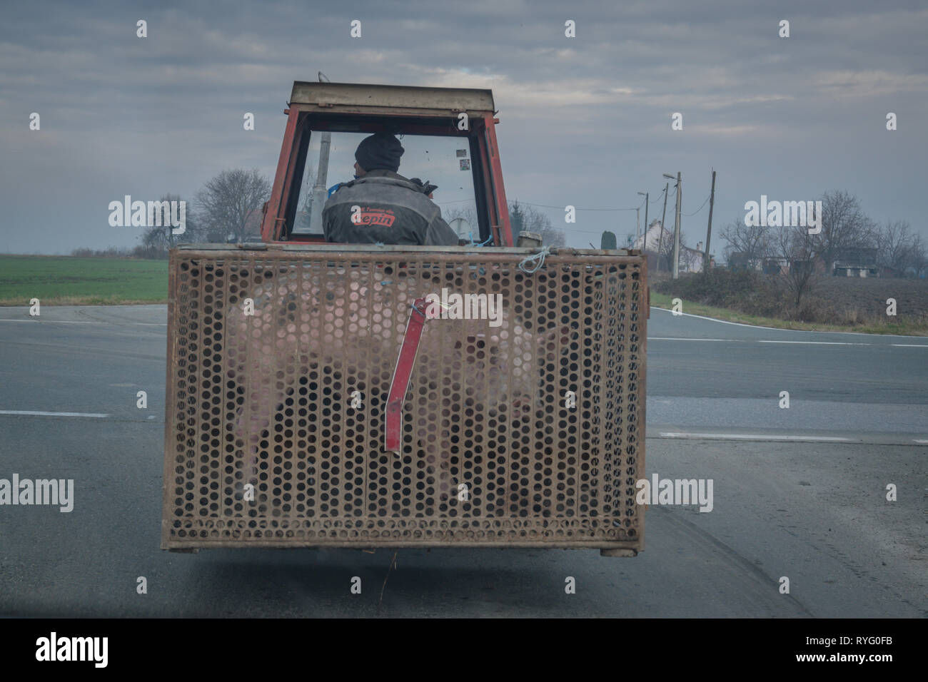 Pig transport truck hi-res stock photography and images - Alamy