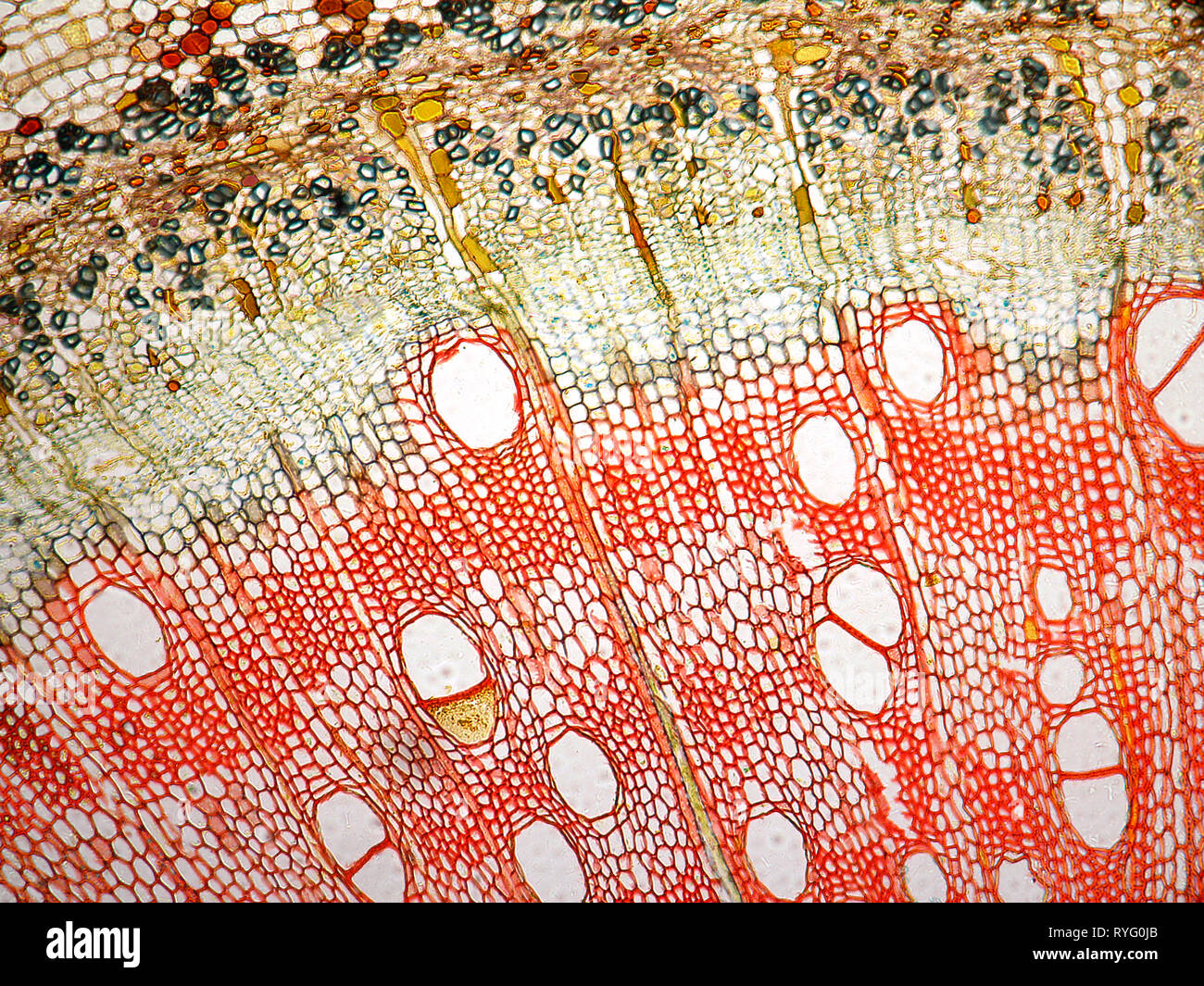 Cross section tree cell hi-res stock photography and images - Alamy