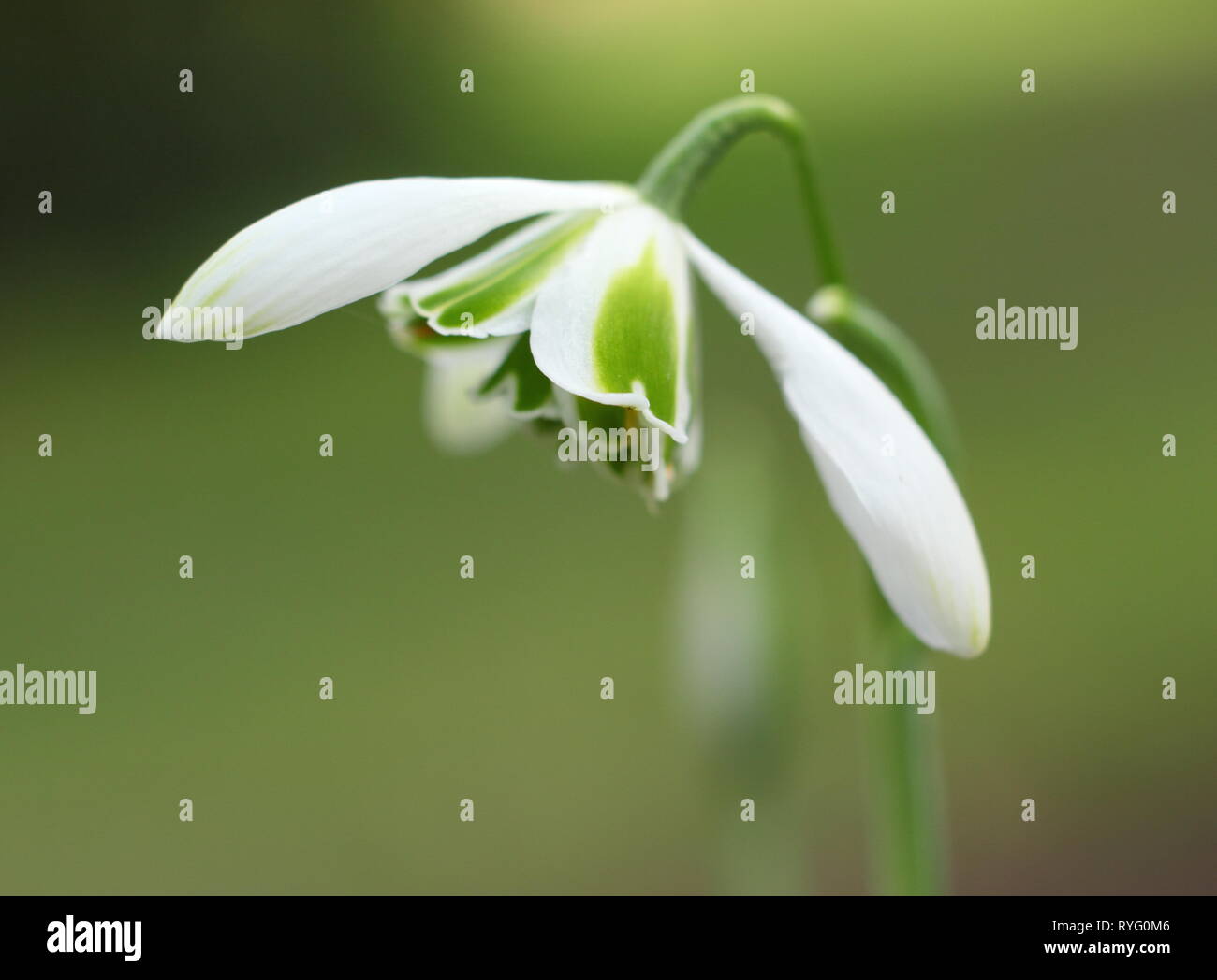 Galanthus greatorex double snowdrop hi-res stock photography and images ...