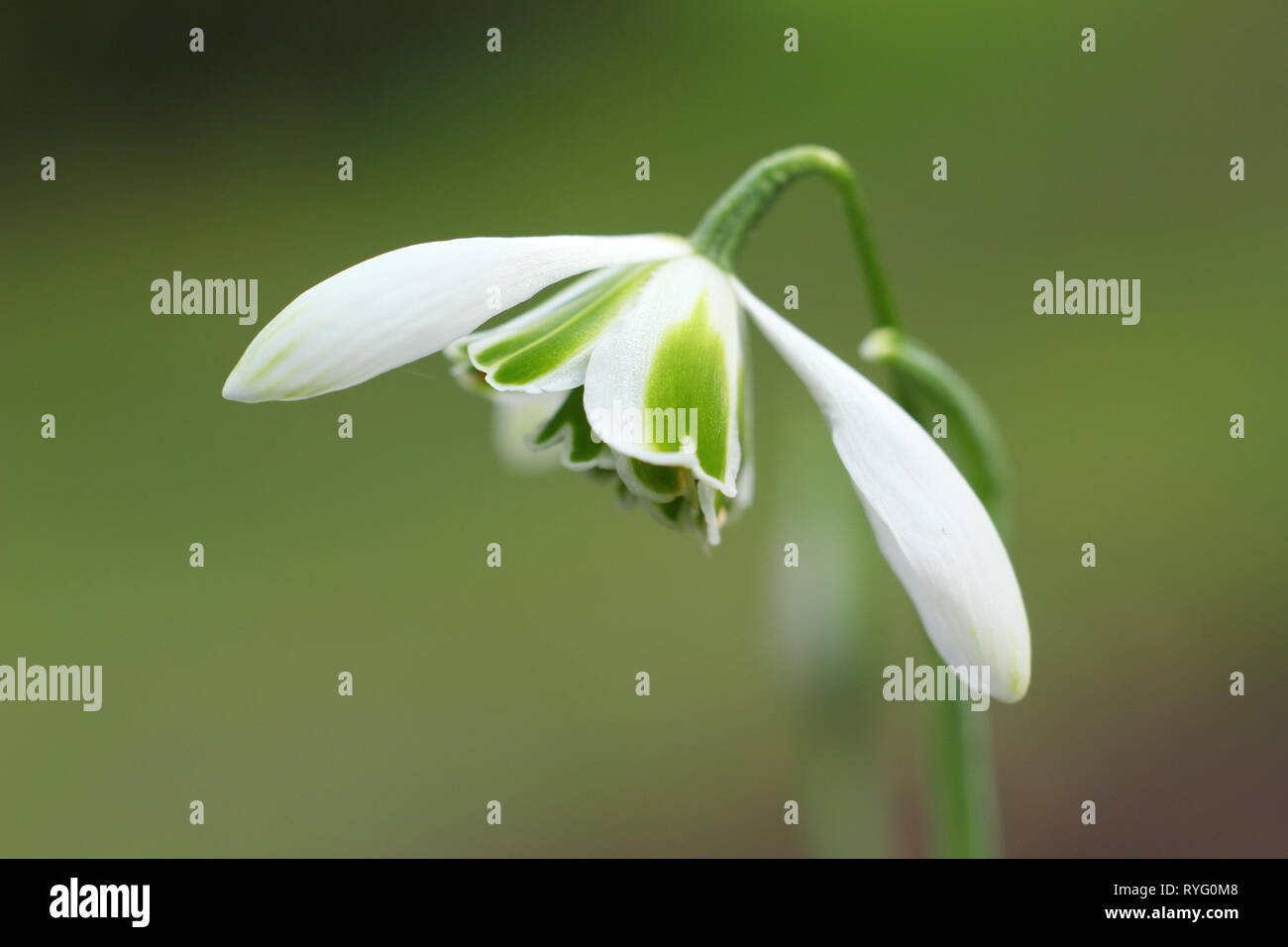 Galanthus greatorex double snowdrop hi-res stock photography and images ...