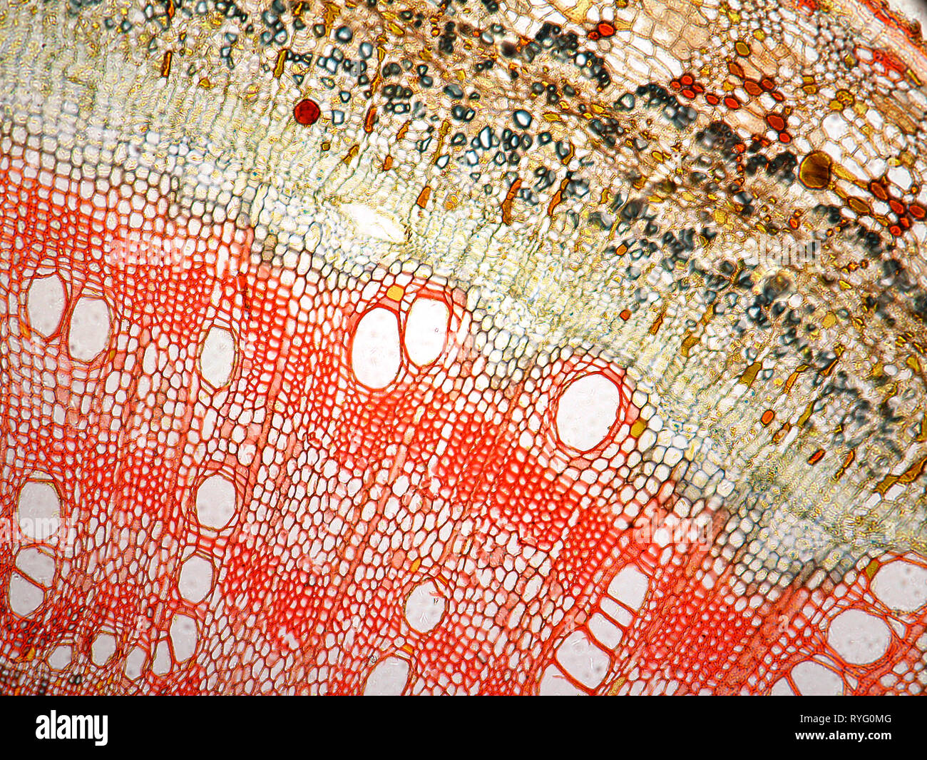 Cross section tree cell hi-res stock photography and images - Alamy