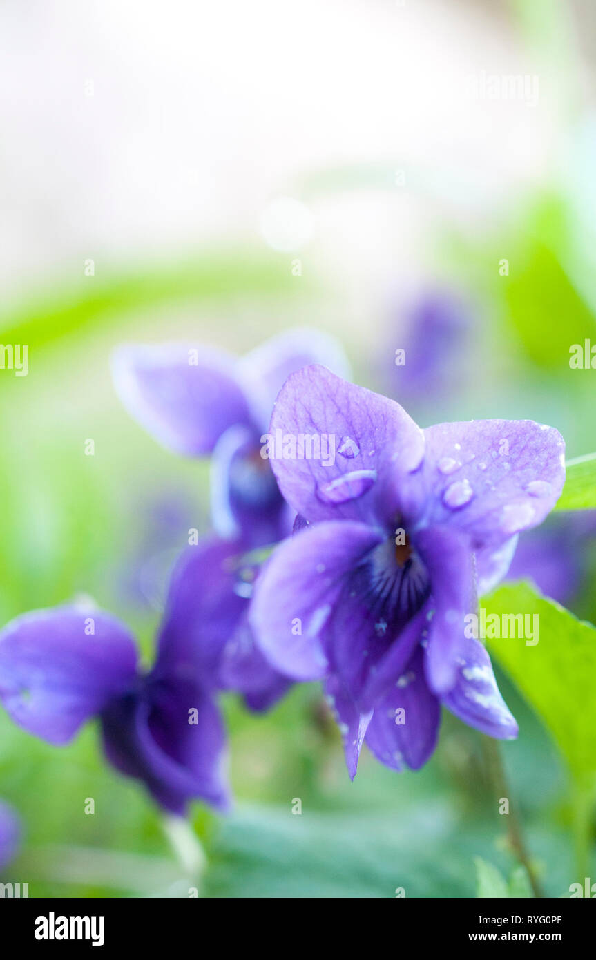 Spring background with violet and grass Stock Photo - Alamy