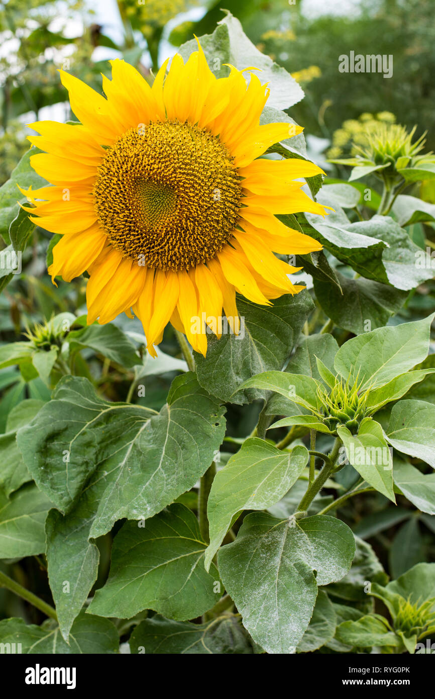 In bloom sunflower growing wild in the forest portrait orientation ...
