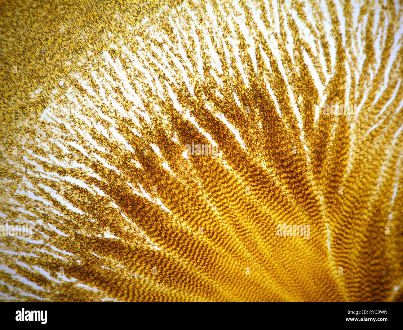 Precipitate of potassium dichromate crystals Stock Photo - Alamy