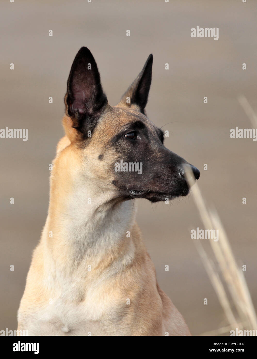 Portrait of a beautiful dog breed Belgian Shepherd Malinois on nature ...