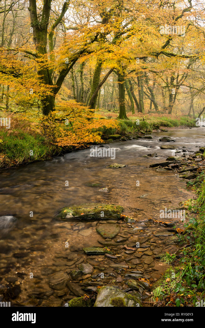 Autumn colour at Dane's Brook in Buckminster Wood in Exmoor National ...