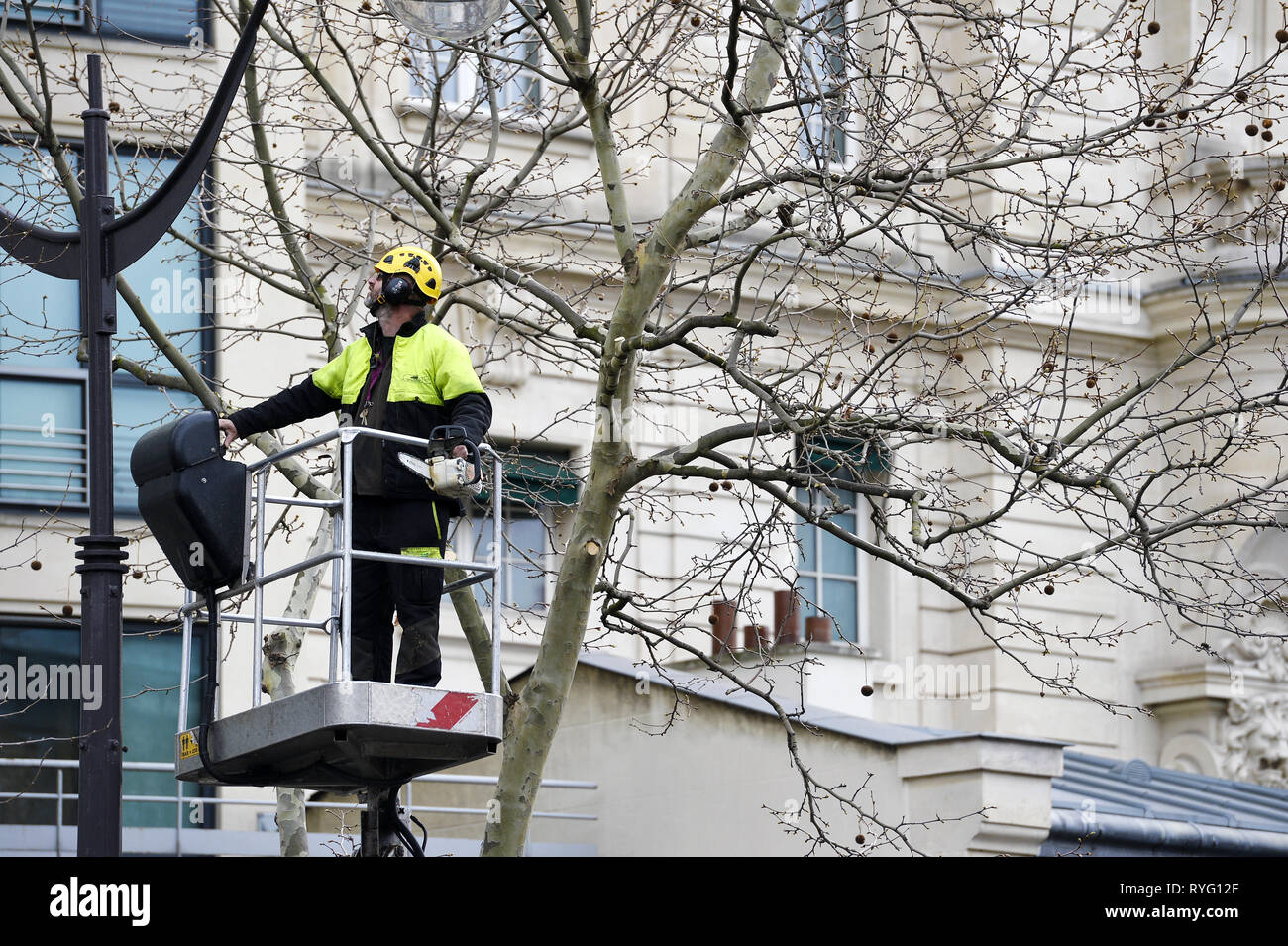 Pruning of plane trees in Paris - France Stock Photo - Alamy