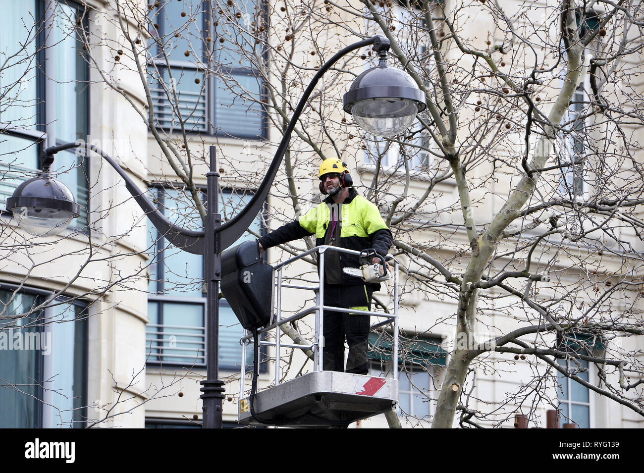 Pruning of plane trees in Paris - France Stock Photo - Alamy