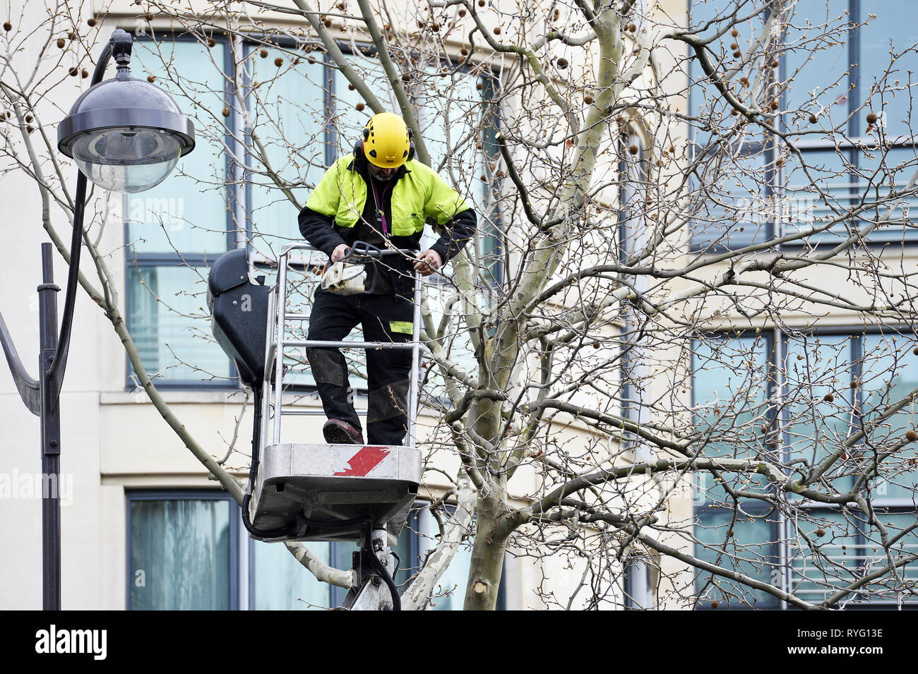 Pruning of plane trees in Paris - France Stock Photo - Alamy
