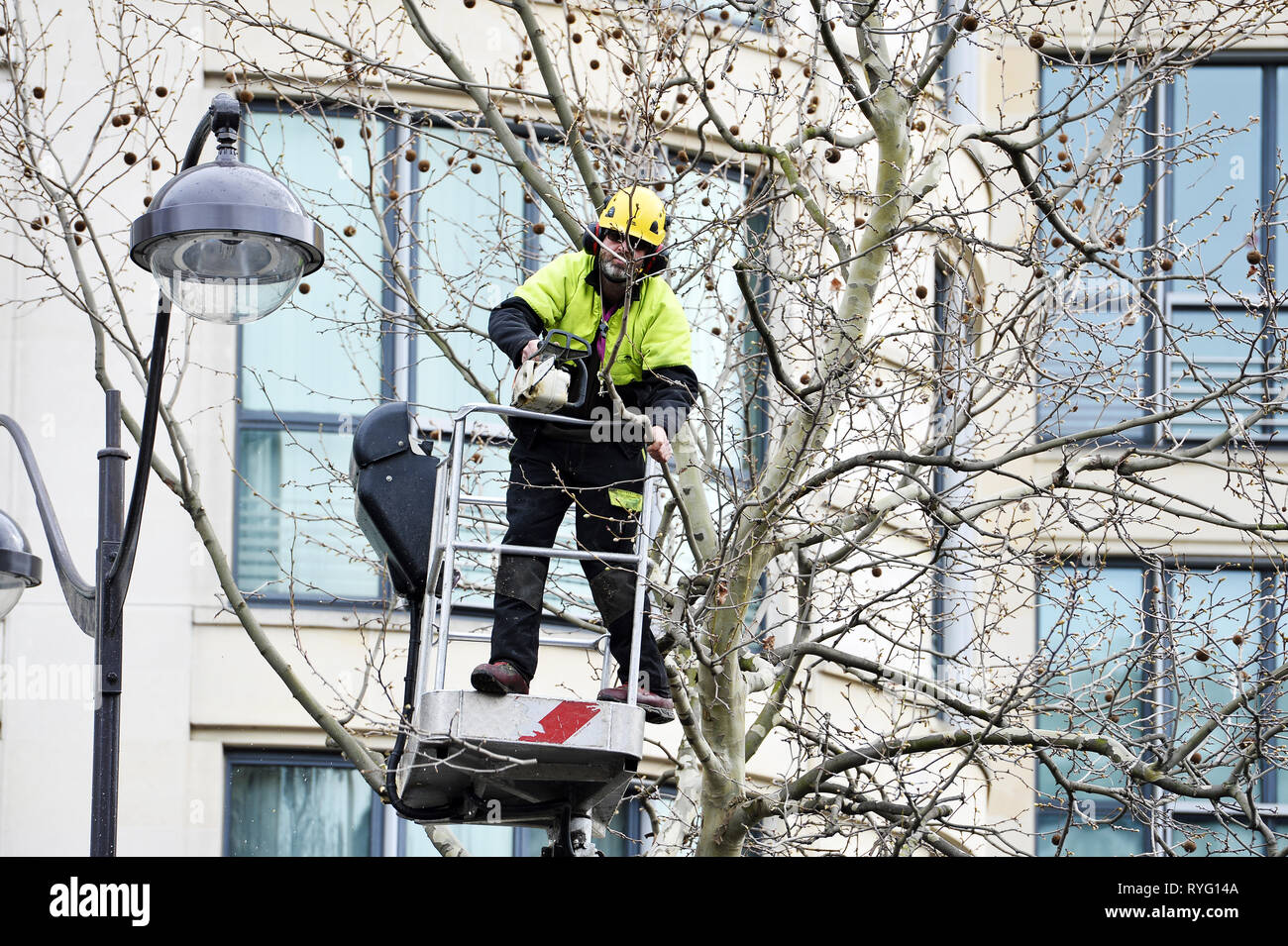 Pruning of plane trees in Paris - France Stock Photo - Alamy