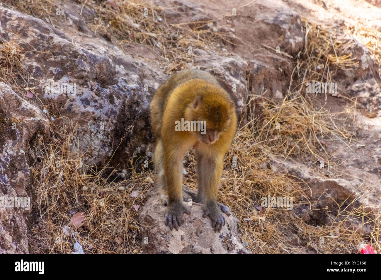 Funny animal waterfall landscape background hi-res stock photography ...