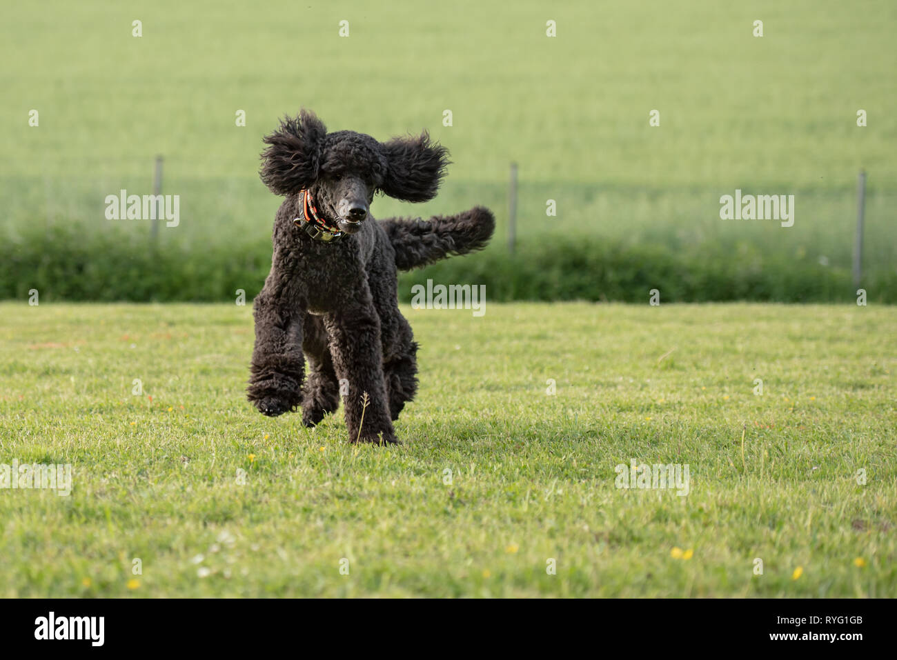 King poodle hi-res stock photography and images - Alamy