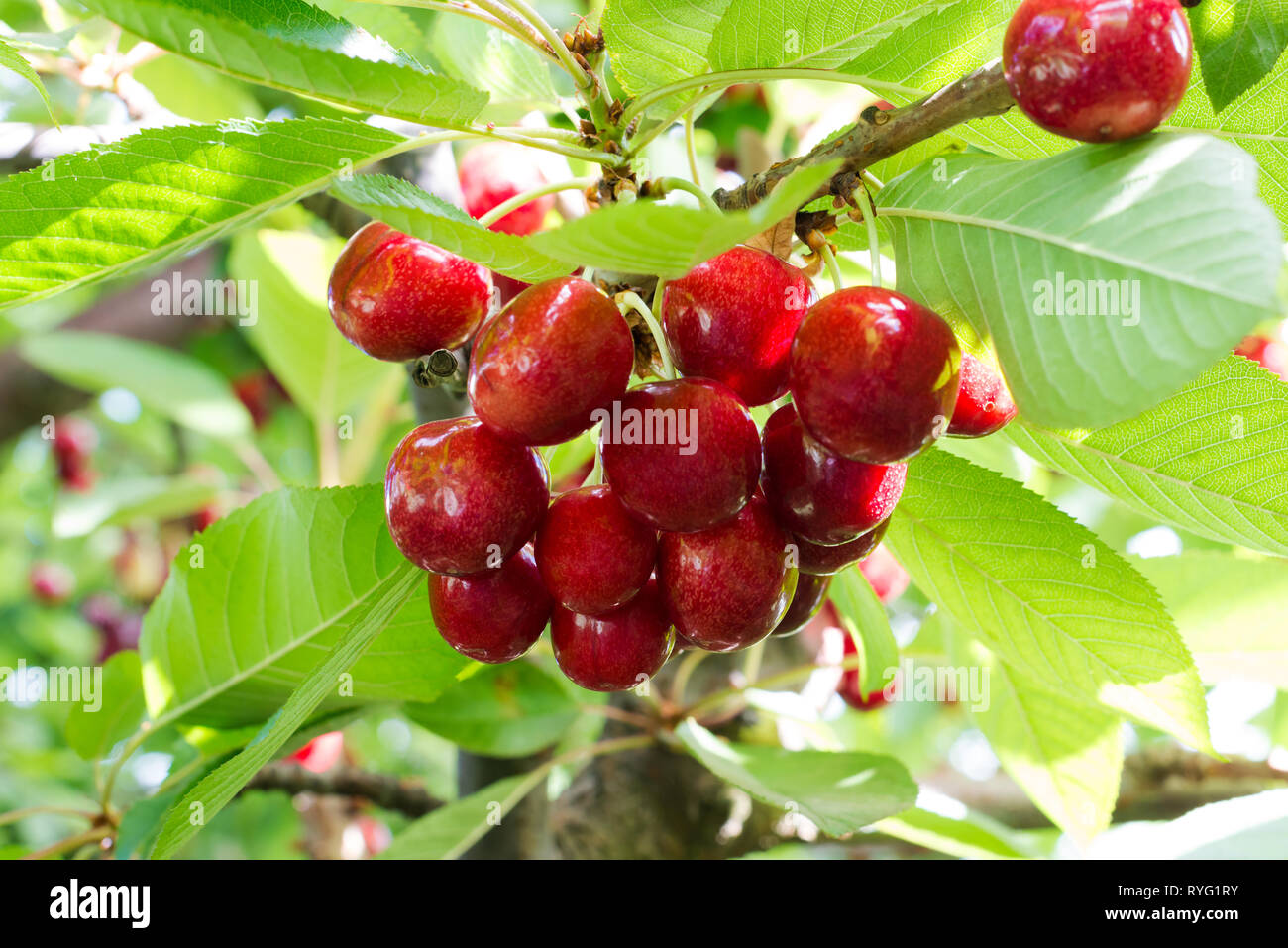Talca chile hi-res stock photography and images - Alamy