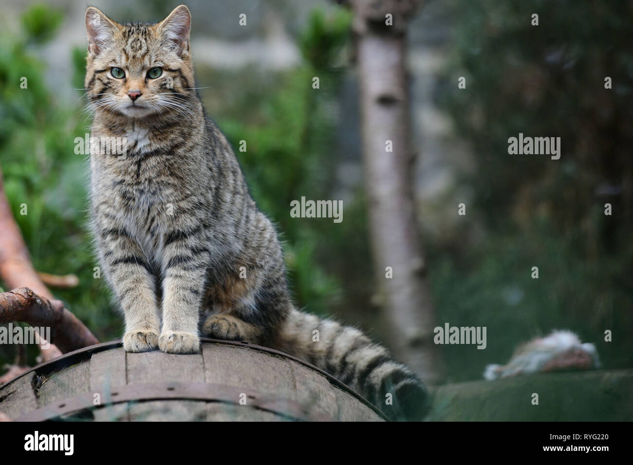 Scottish Wildcat Uk High Resolution Stock Photography and Images - Alamy