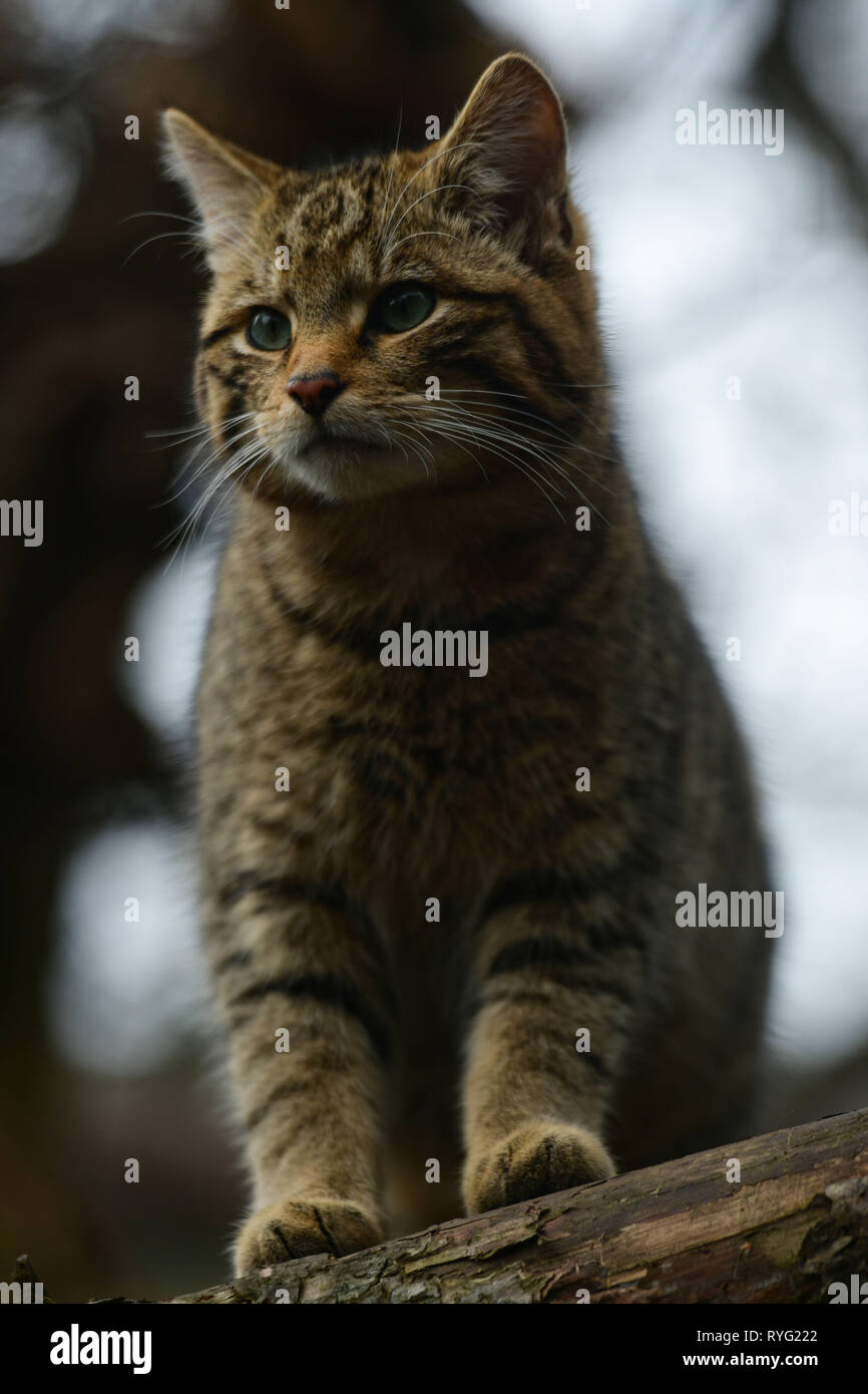 Scottish Wildcat Uk High Resolution Stock Photography and Images - Alamy