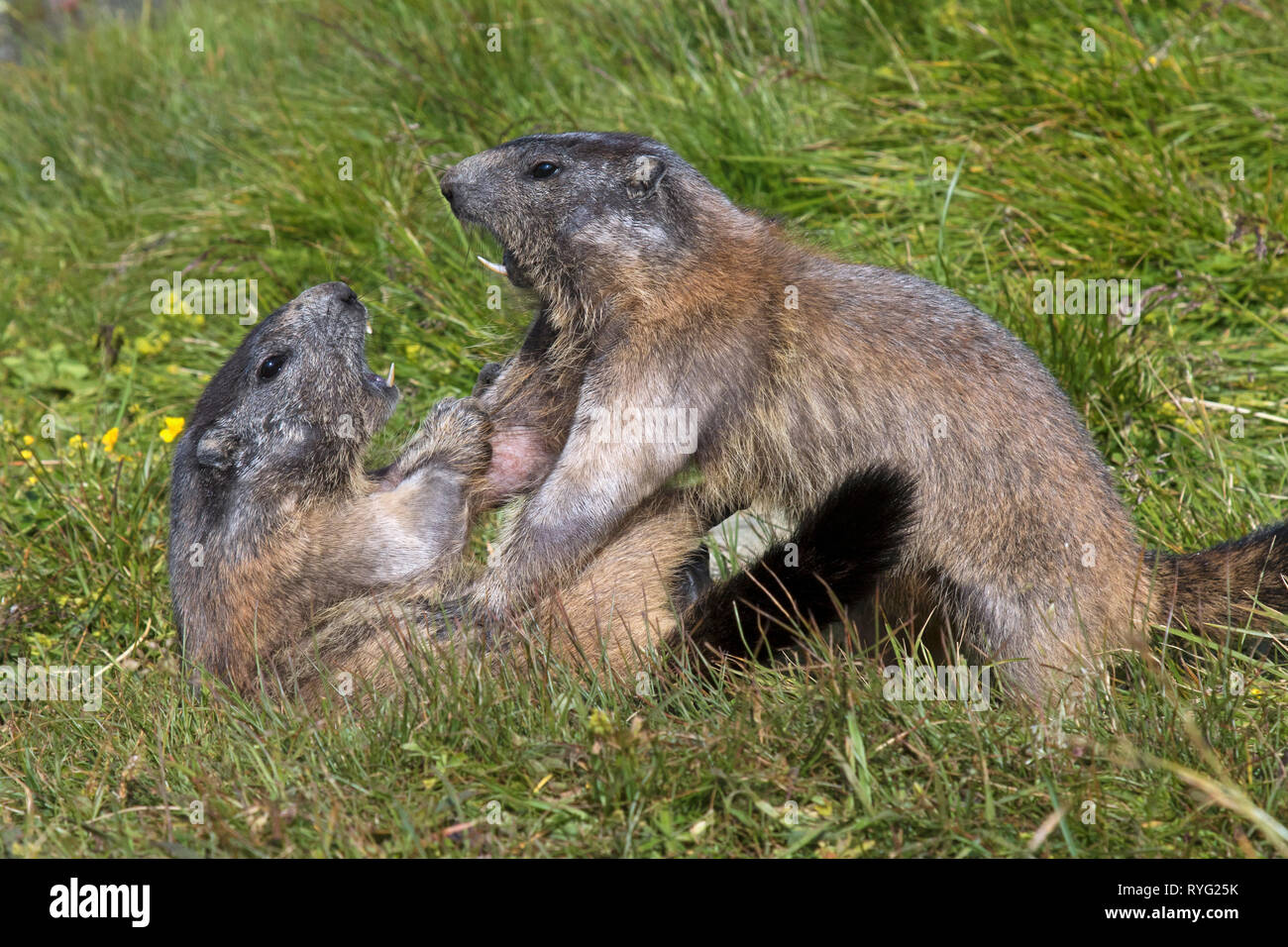 Two Alpine marmots (Marmota marmota) fighting in Alpine pasture, Hohe Tauern National Park ...