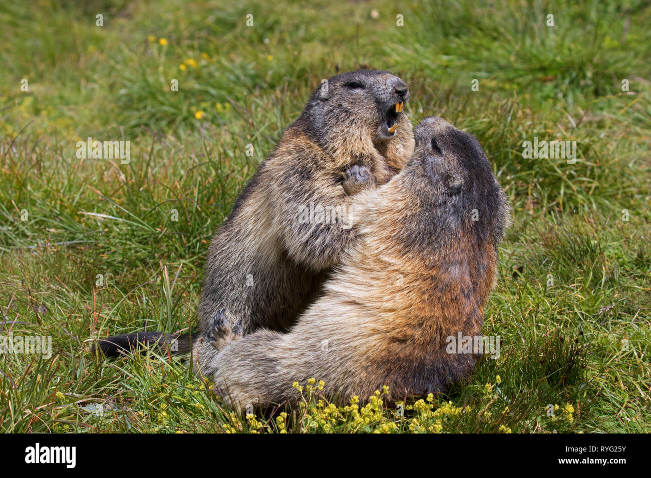 Marmot fight hi-res stock photography and images - Alamy