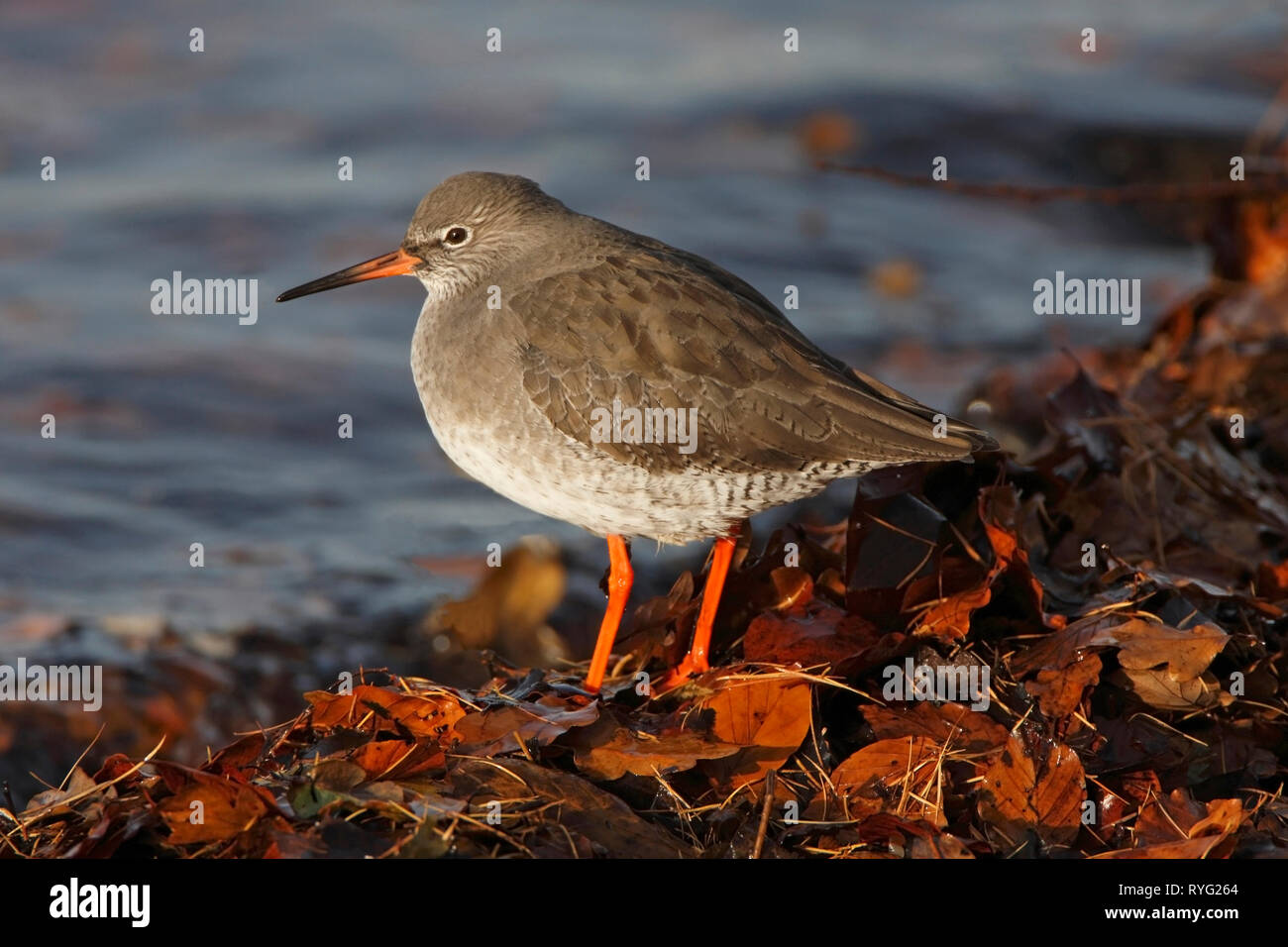 Wading birds uk hi-res stock photography and images - Alamy
