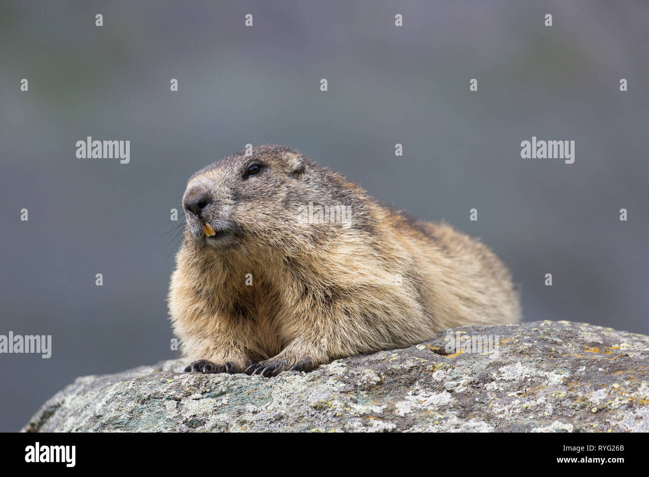 Alpine marmot (Marmota marmota) resting on rock in the Alpine mountains, Hohe Tauern National ...