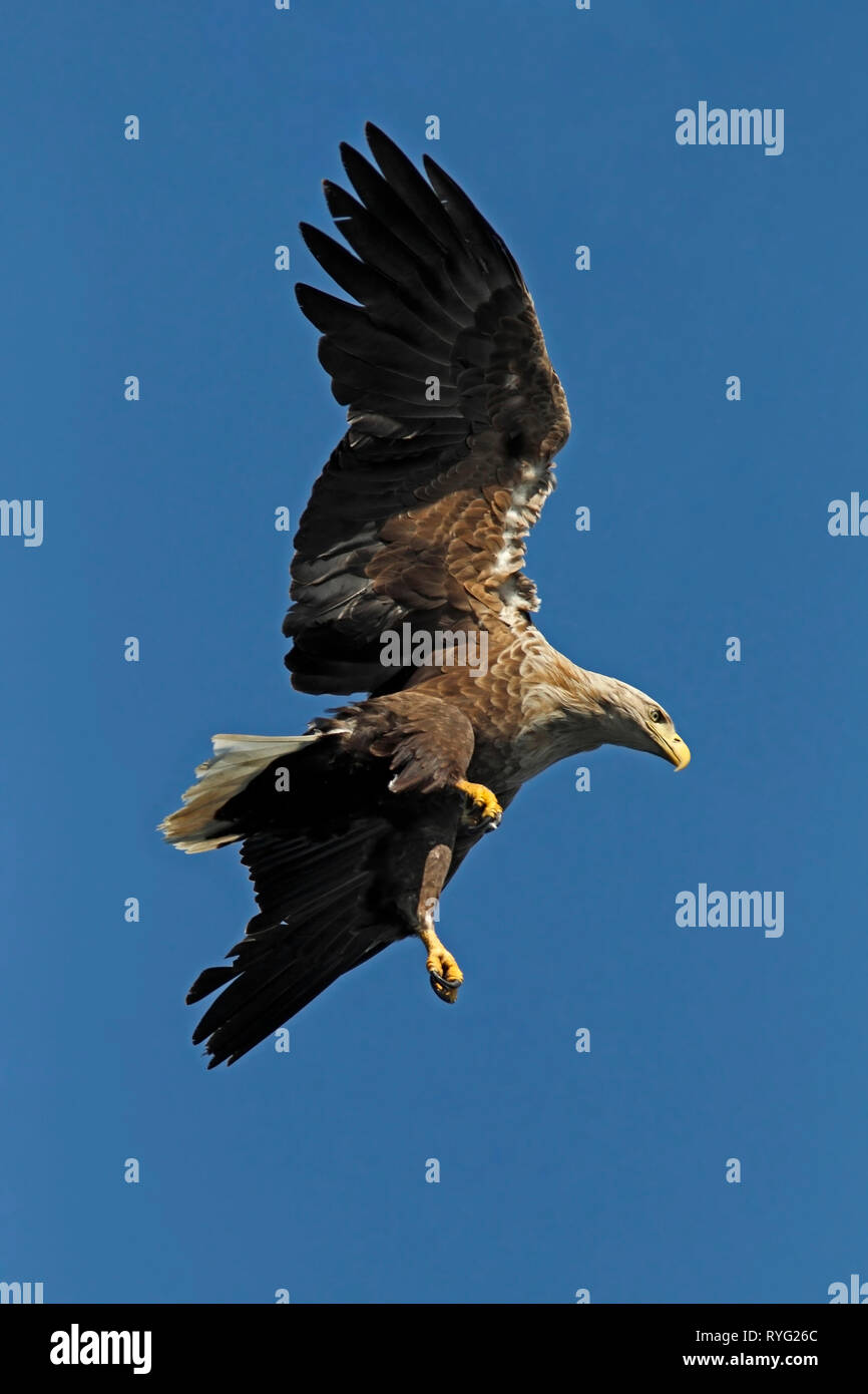 WHITE-TAILED EAGLE or SEA EAGLE, Scotland, UK Stock Photo - Alamy