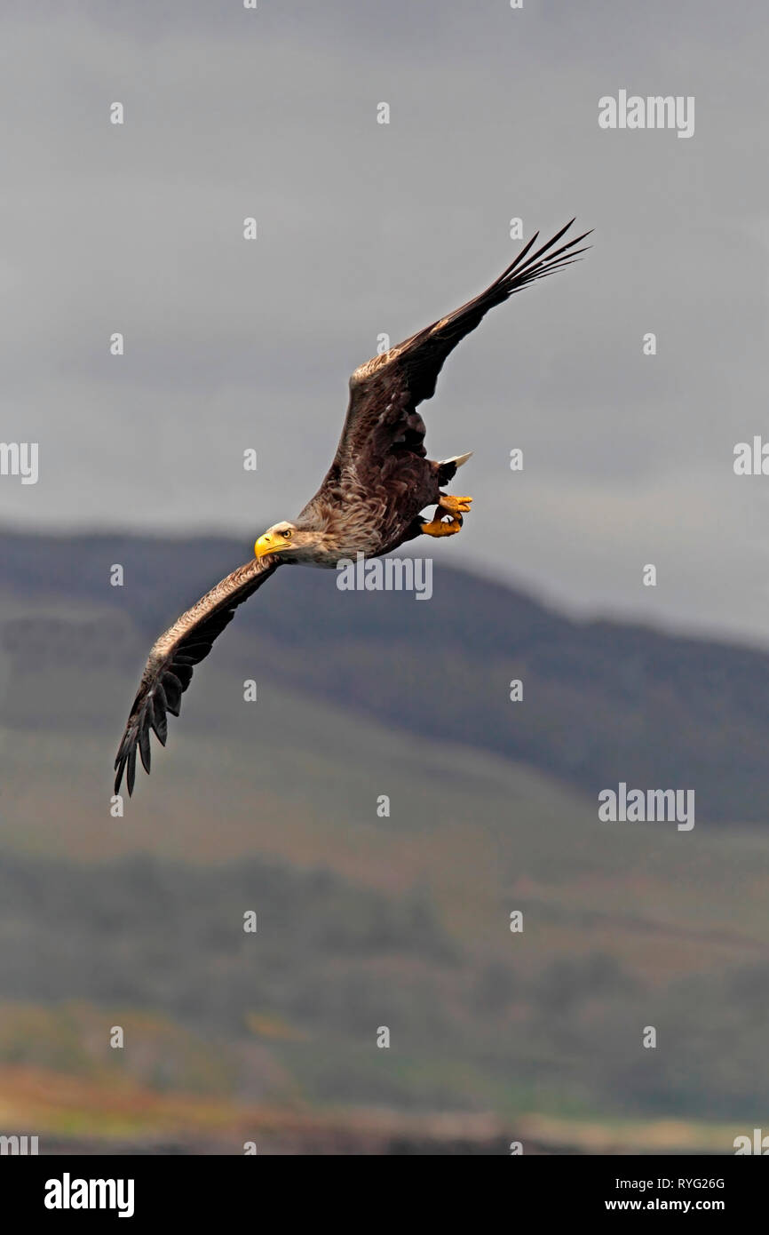 Eagle scotland hi-res stock photography and images - Alamy