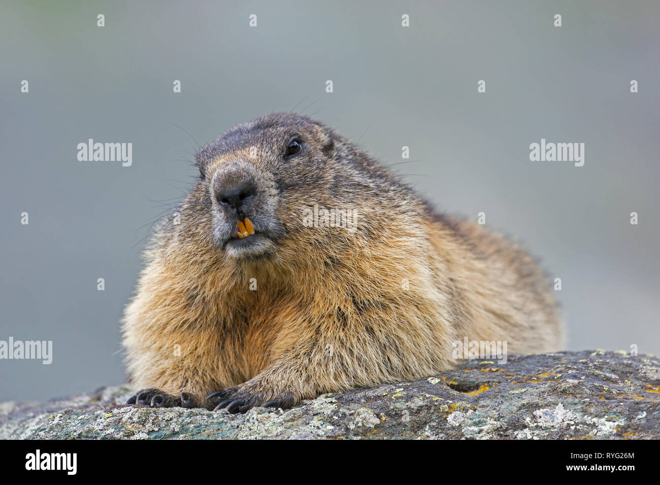 Alpine marmot (Marmota marmota) resting on rock in the Alpine mountains ...