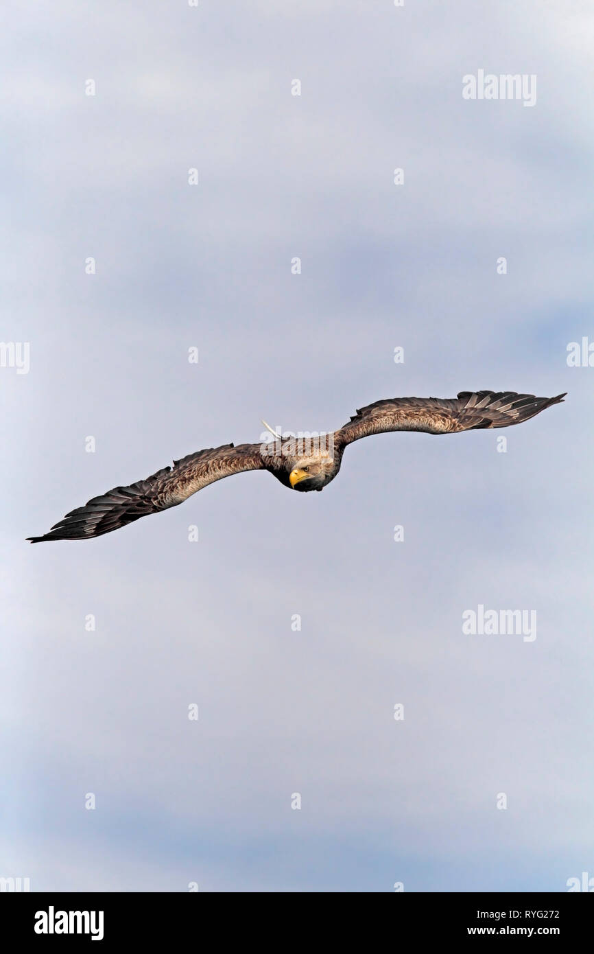White tailed eagles isle of white hi-res stock photography and images ...