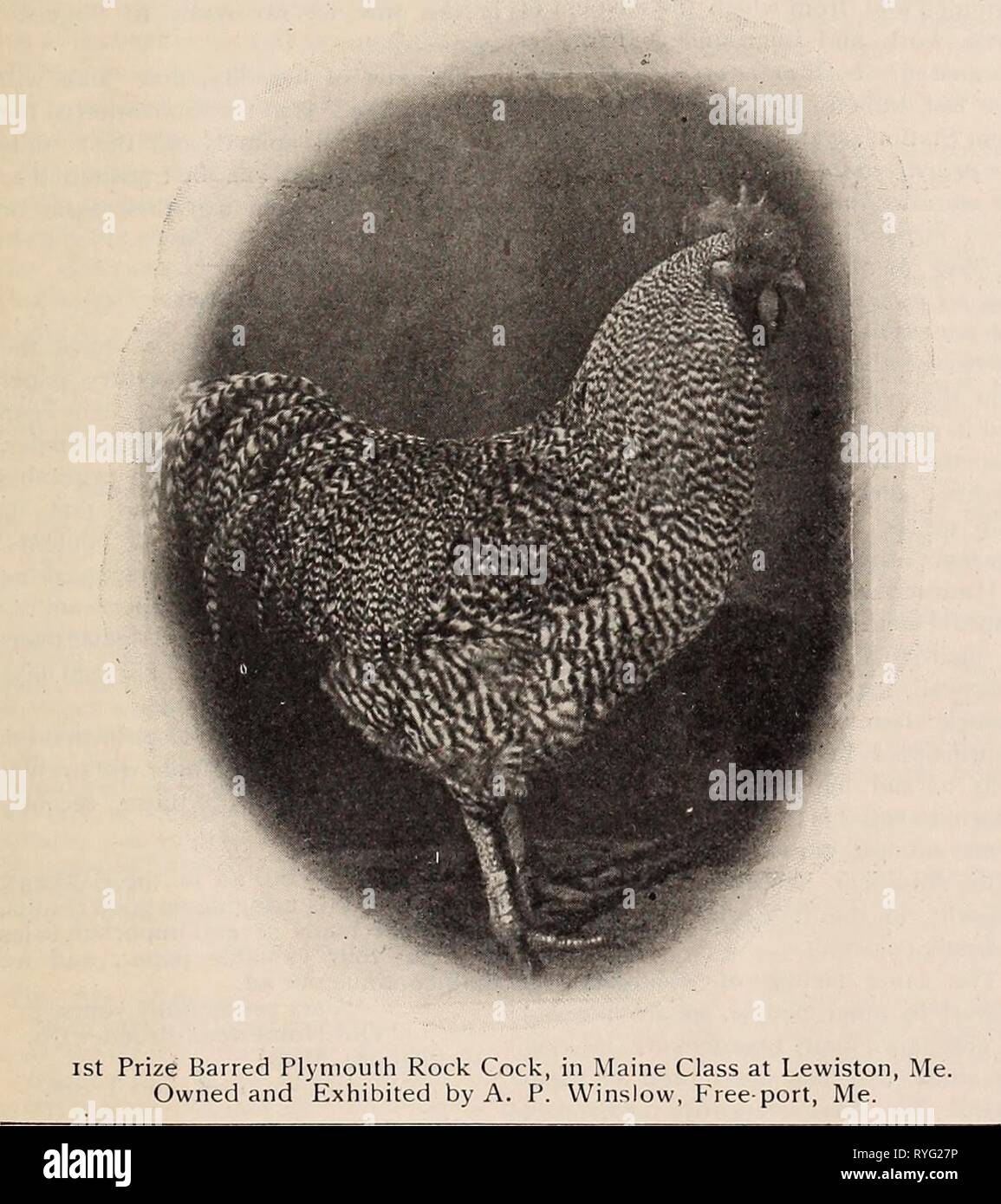 Barred Rock Chicken Drawing