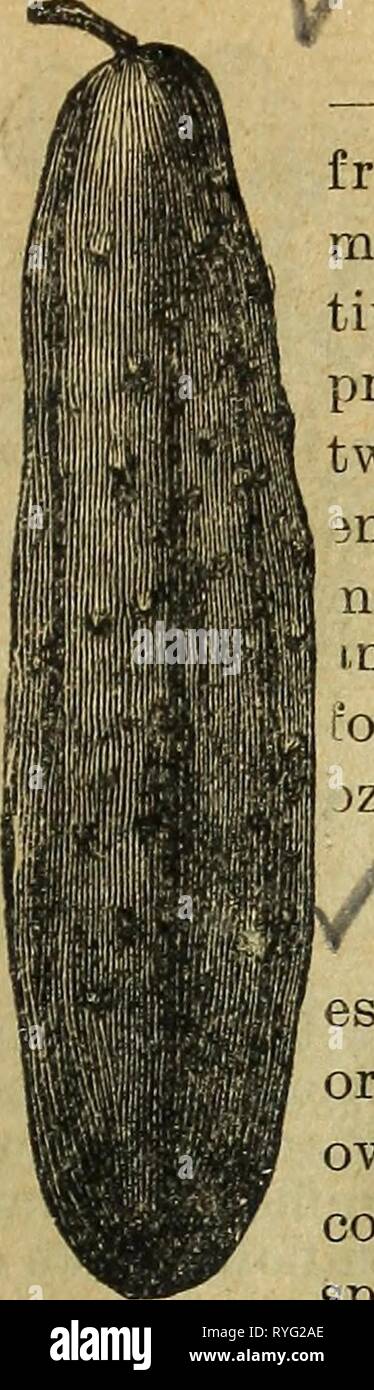 E Annabil & Co's seed Stock Photo - Alamy