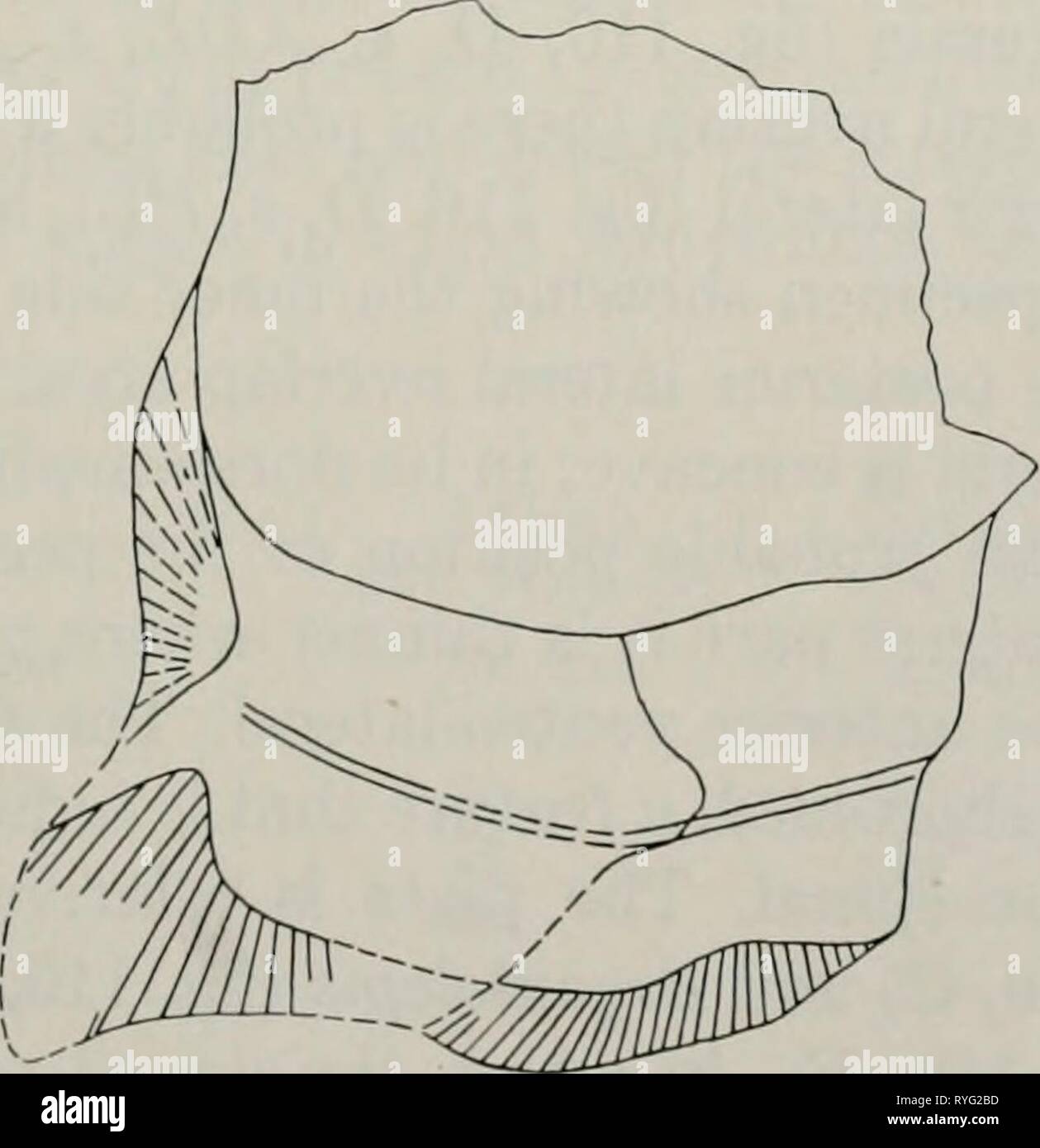 Early Devonian fishes from Utah : Arthrodira earlydevonianfis119deni ...