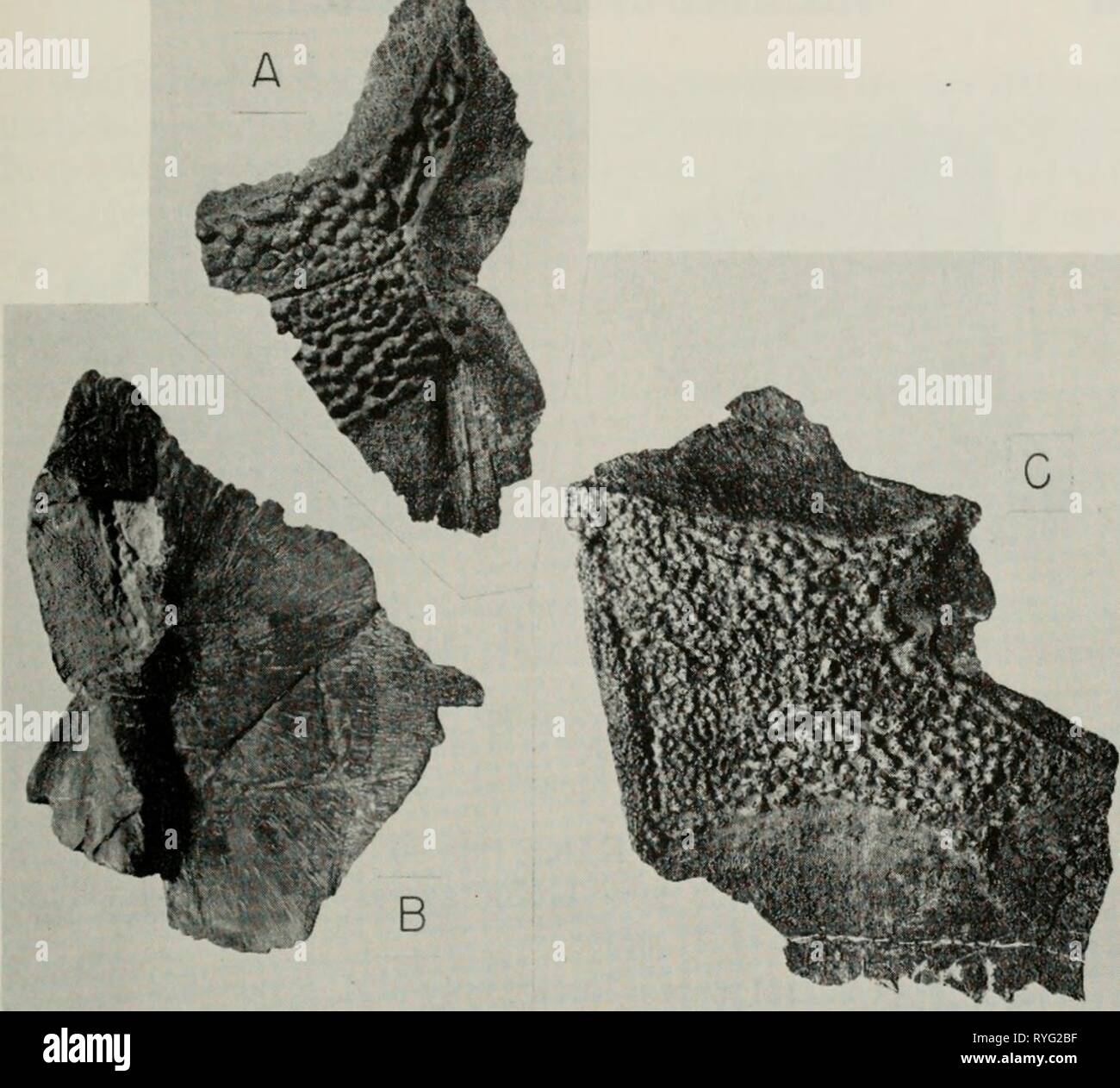 Early Devonian fishes from Utah : Arthrodira earlydevonianfis119deni ...