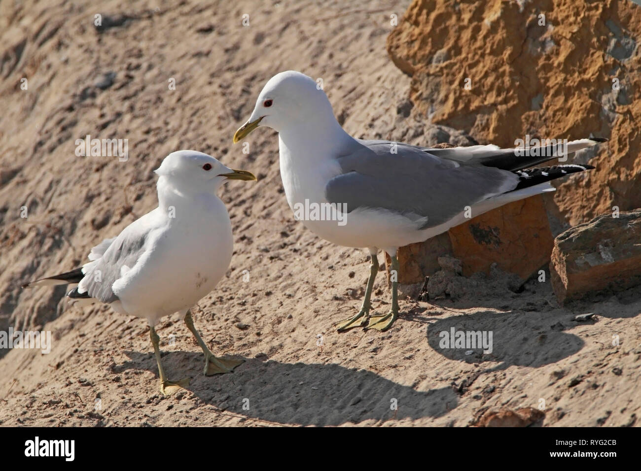 Common european gulls hi-res stock photography and images - Alamy