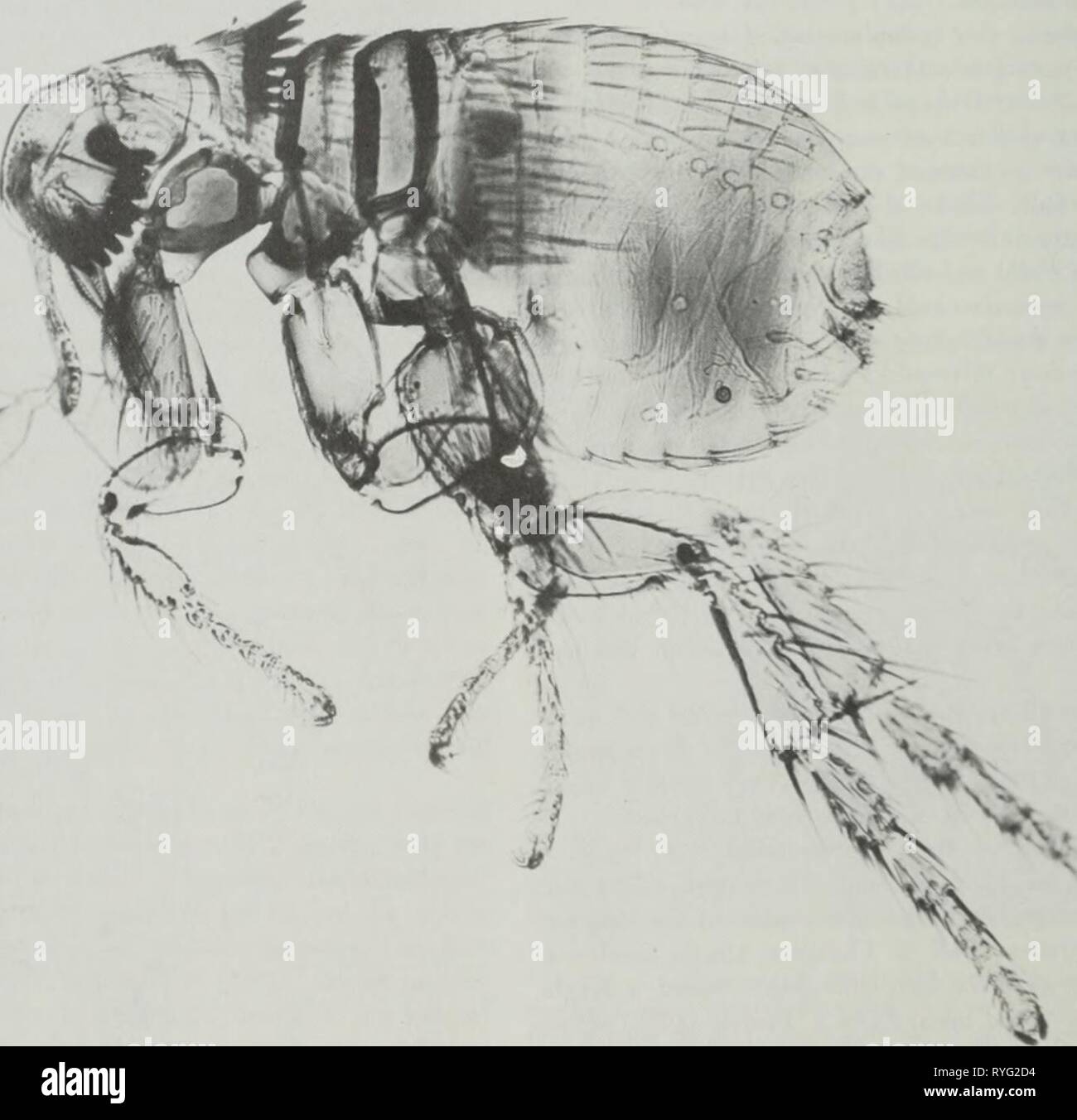 Ectoparasites of the cottontail rabbit Stock Photo - Alamy