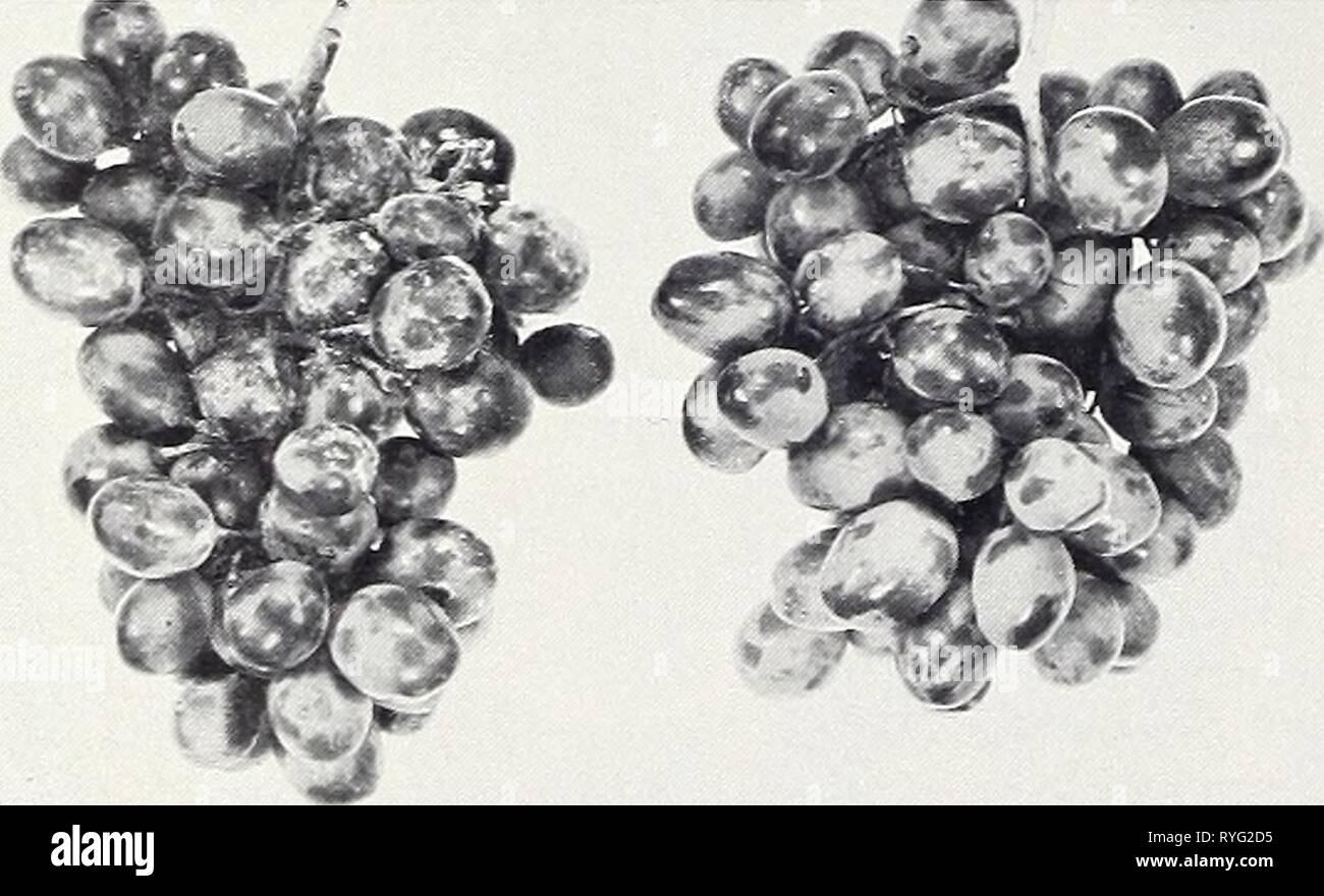 Botrytis cinerea drawing hi-res stock photography and images - Alamy