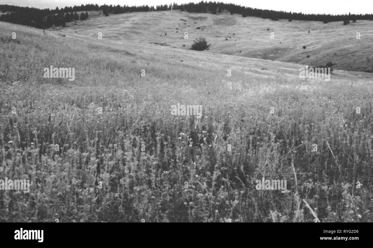Statewide roadside vegetation management plan Stock Photo - Alamy