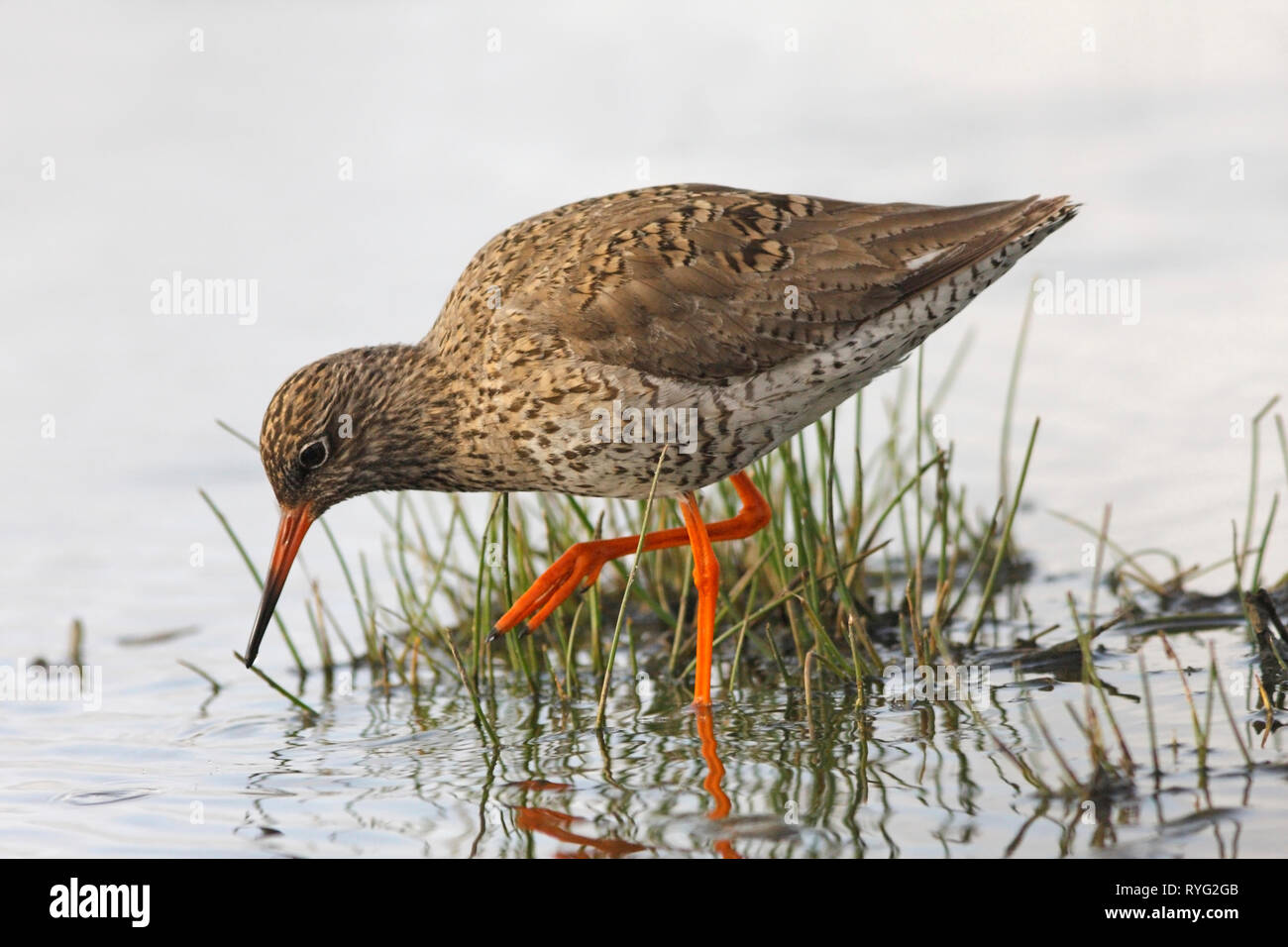 REDSHANK (Tringa totanus) Scotland UK Stock Photo - Alamy