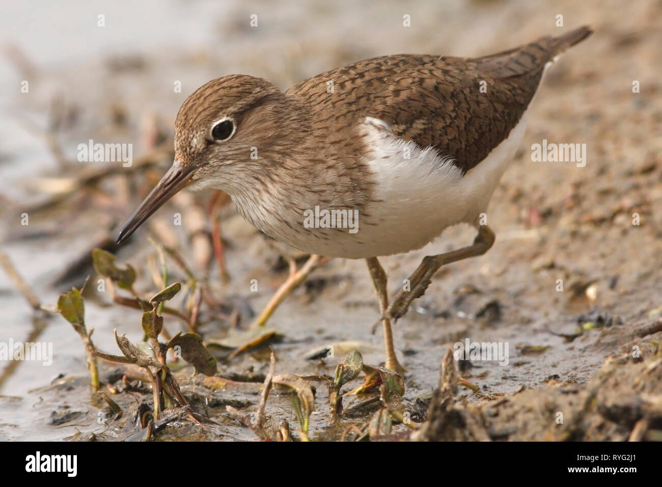 COMMON SANDPIPER (Actitis hypoleucos) Scotland, UK Stock Photo - Alamy