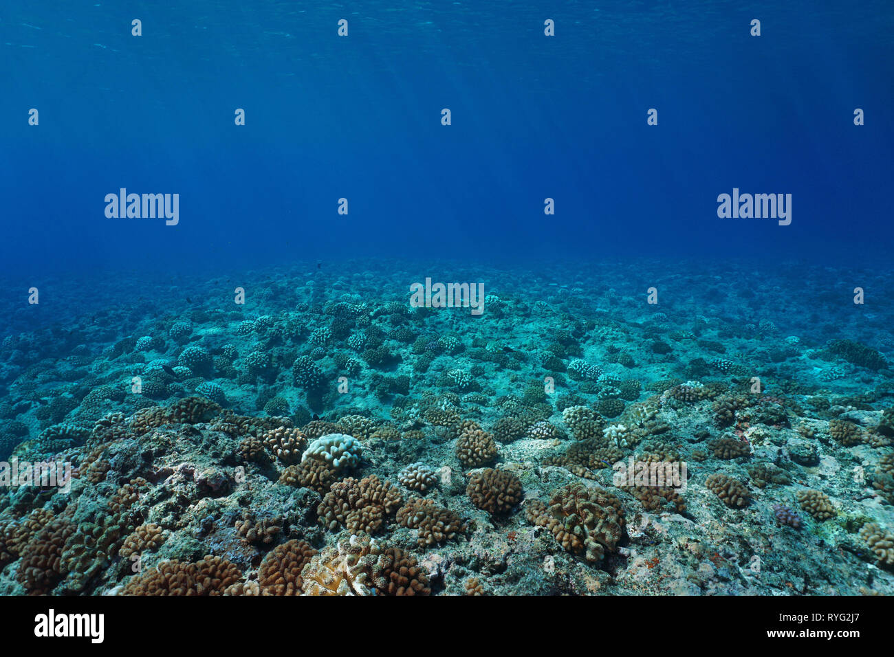 Underwater seascape coral reef seabed, natural scene, Pacific ocean ...
