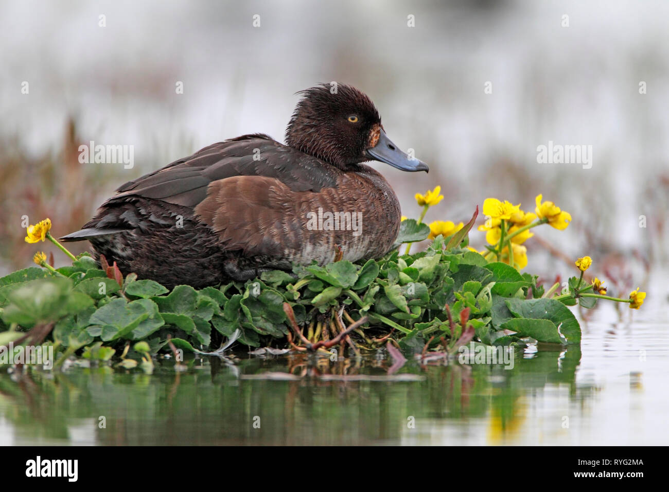 TUFTED DUCK Scotland, UK Stock Photo - Alamy