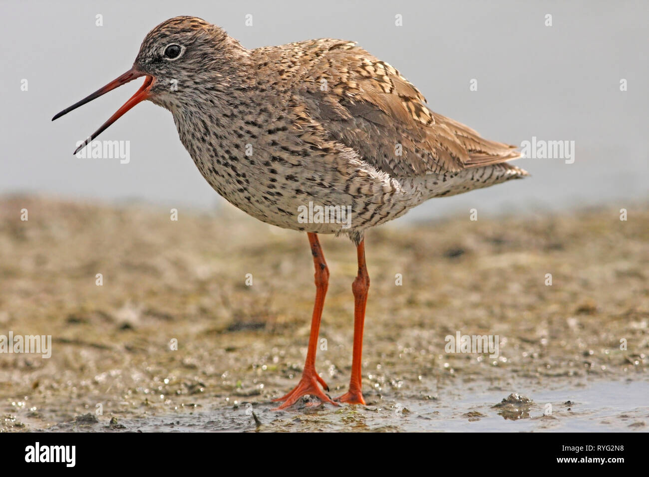 REDSHANK (Tringa totanus) calling, Scotland, UK Stock Photo - Alamy