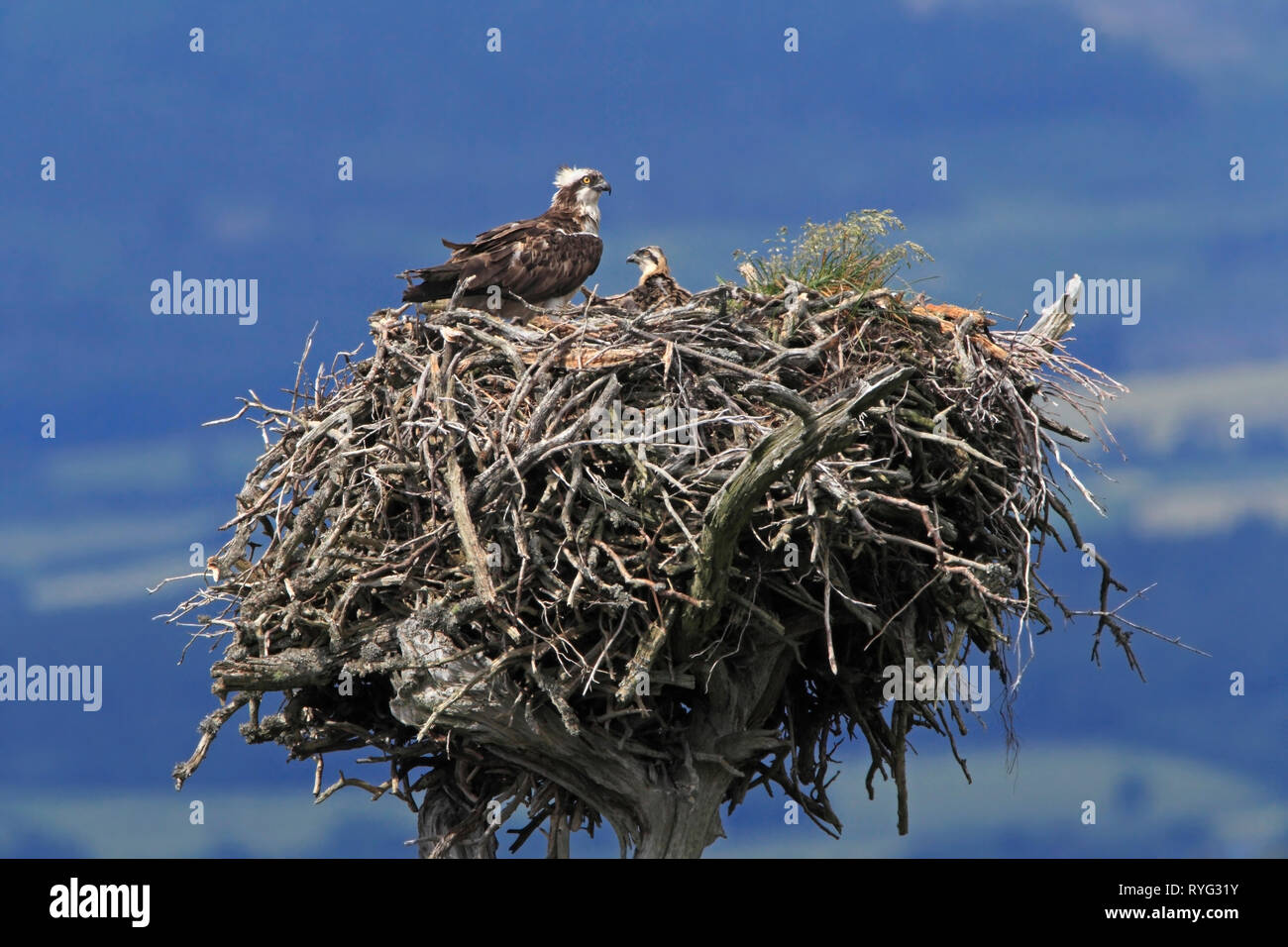 Osprey scotland female hi-res stock photography and images - Alamy
