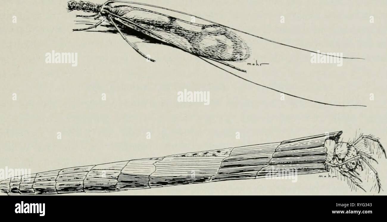 The Dunesland heritage of Illinois Stock Photo - Alamy