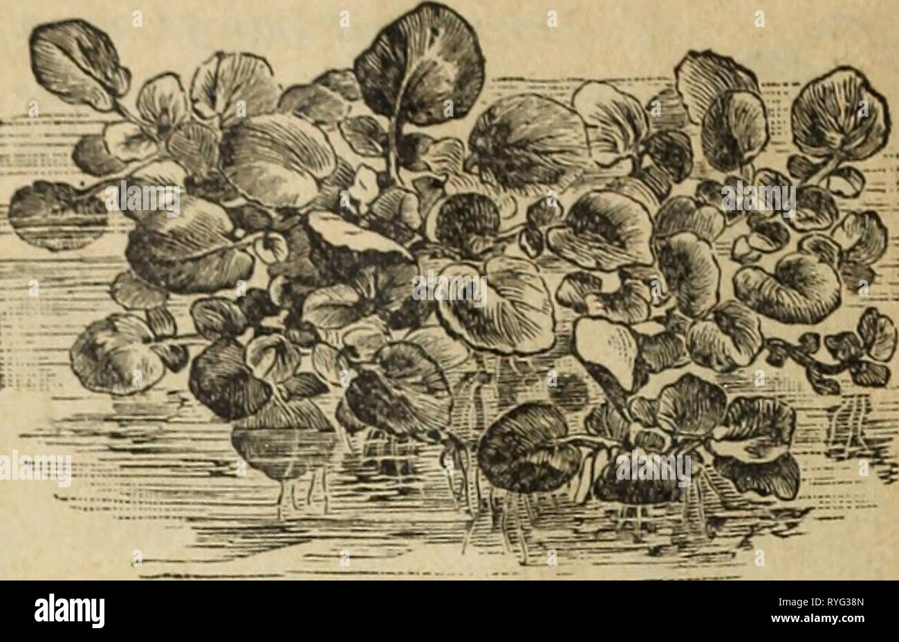 E Annabil & Co's seed Stock Photo - Alamy