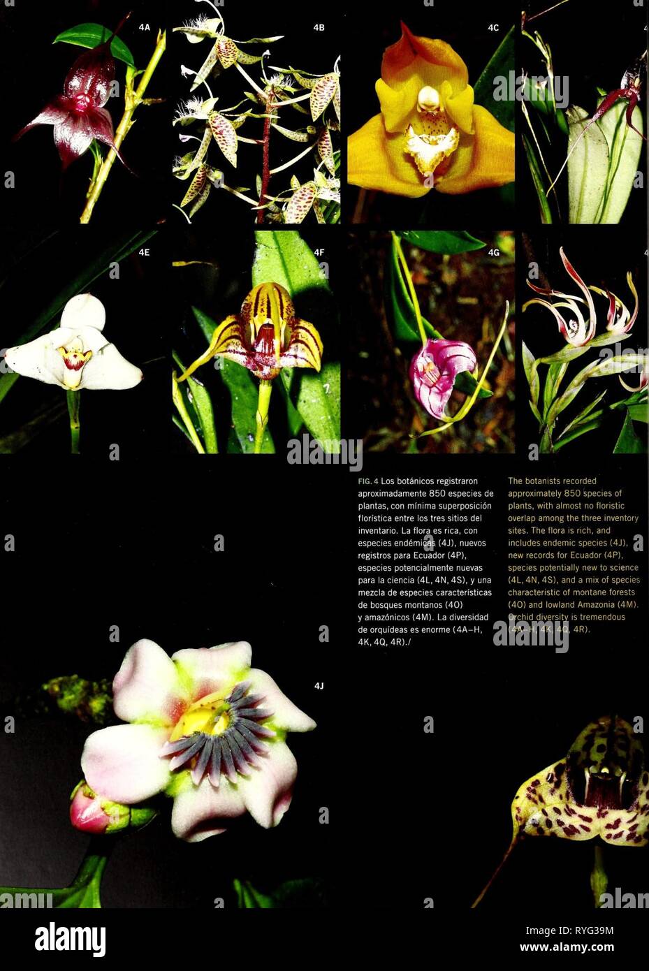 Cofanes hi-res stock photography and images - Alamy