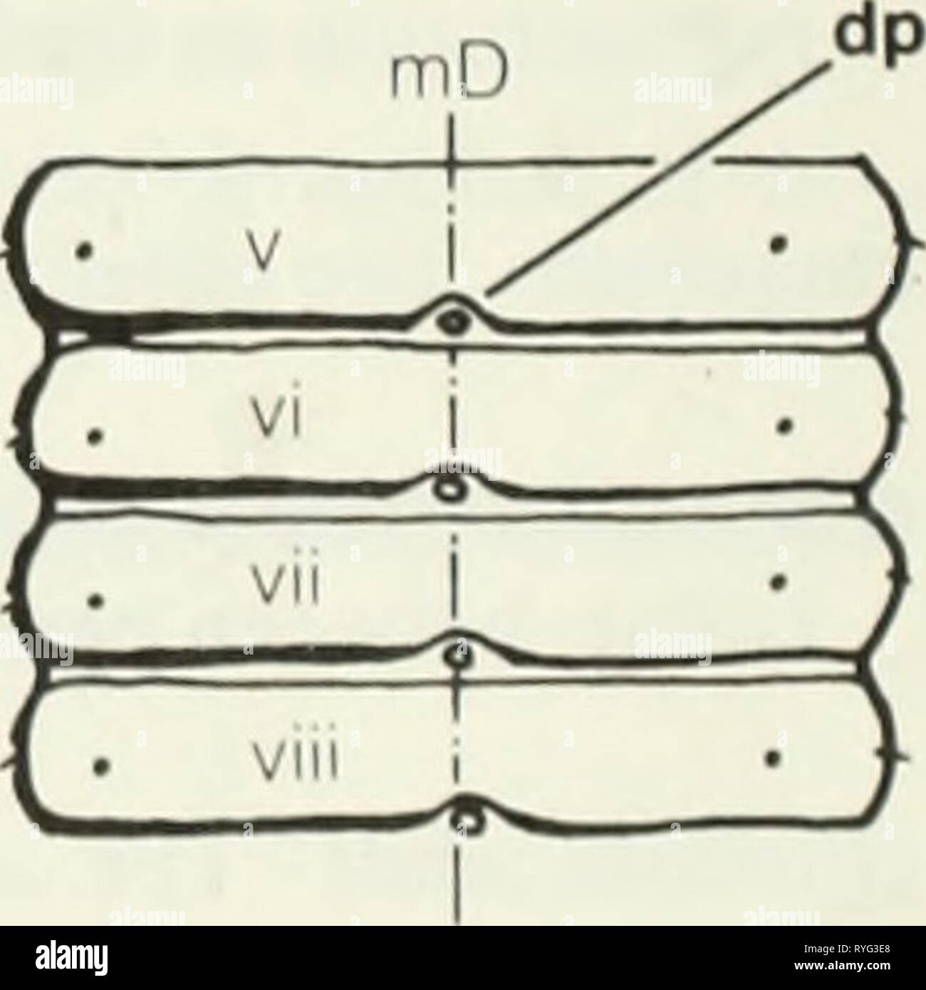 The earthworms (lumbricidae and sparganophilidae Stock Photo - Alamy