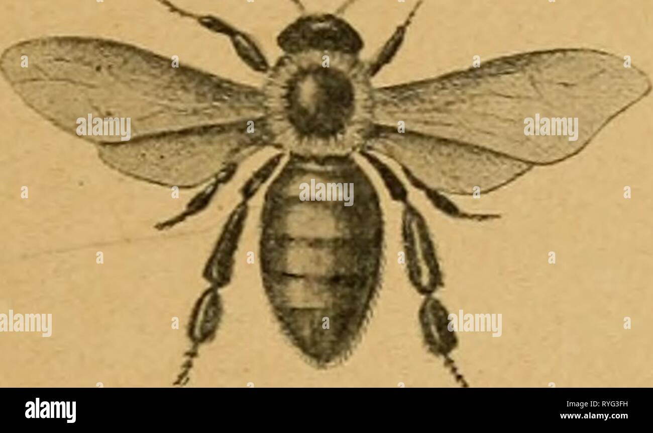 Imkerei im bienenzucht hi-res stock photography and images - Alamy