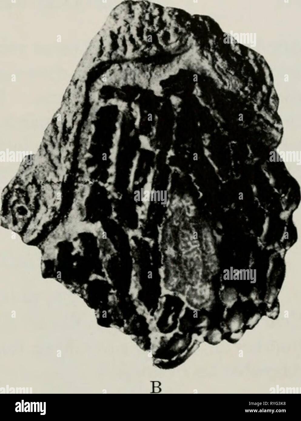 Early Devonian fishes from Utah : Heteroostraci earlydevonianfis117deni ...