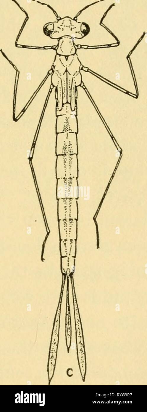 Mayfly Larvae Diagram