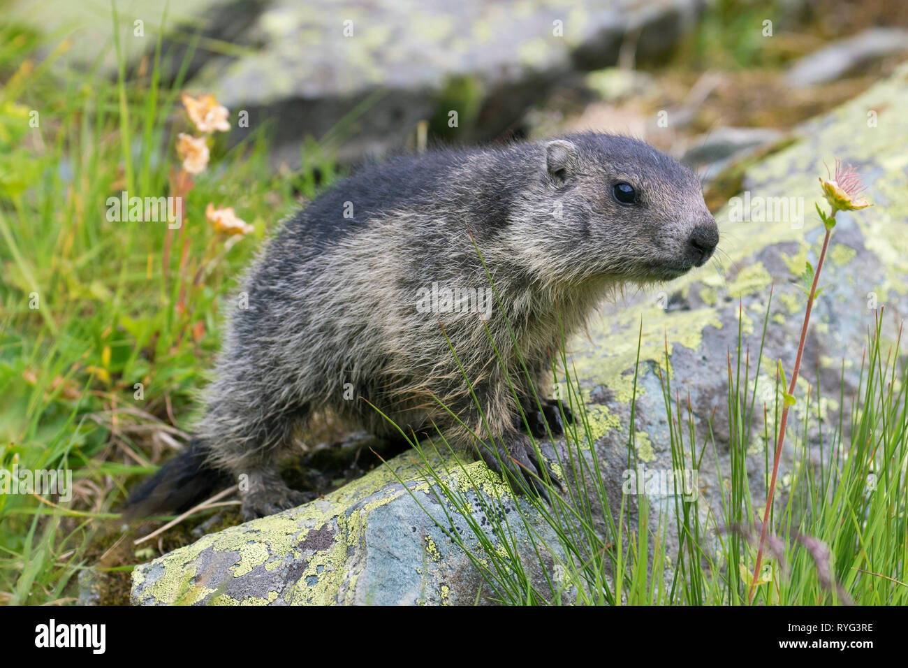 Alpine marmot in the french alps hi-res stock photography and images ...